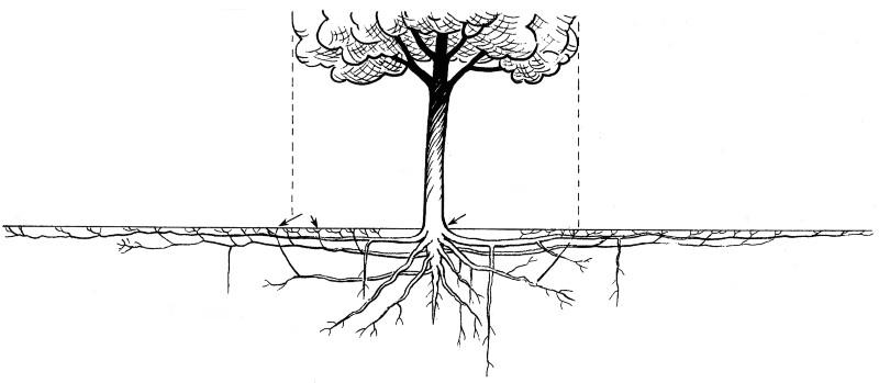 The Root of the Problem: Roots and Turfgrass - Department of Lands