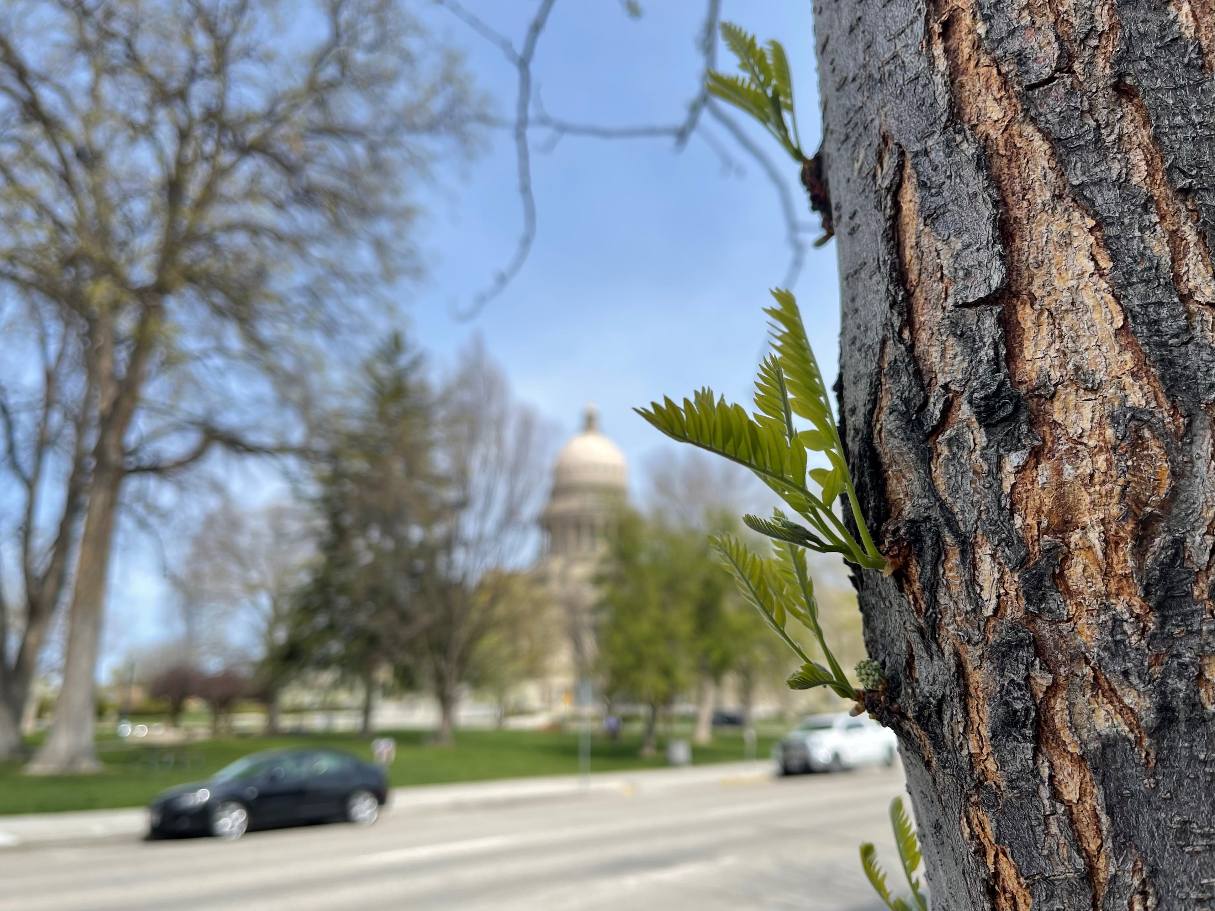 Urban And Community Forestry Department Of Lands